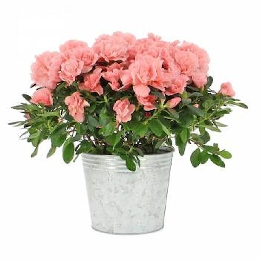 Livraison fleurs AZALEE EN POT | Vente en ligne Fleur et Fleurs