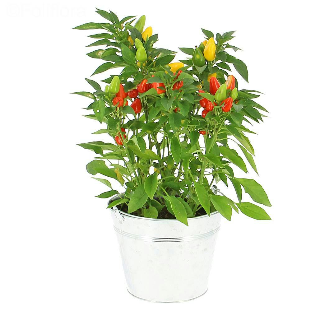 Livraison fleurs Arbre à piments | Vente en ligne Fleur et Fleurs