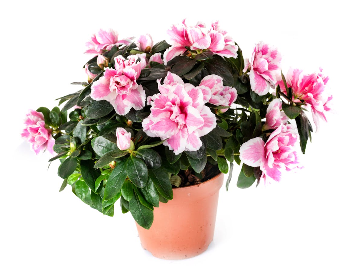 Livraison fleurs AZALEE EN POT | Vente en ligne Fleur et Fleurs